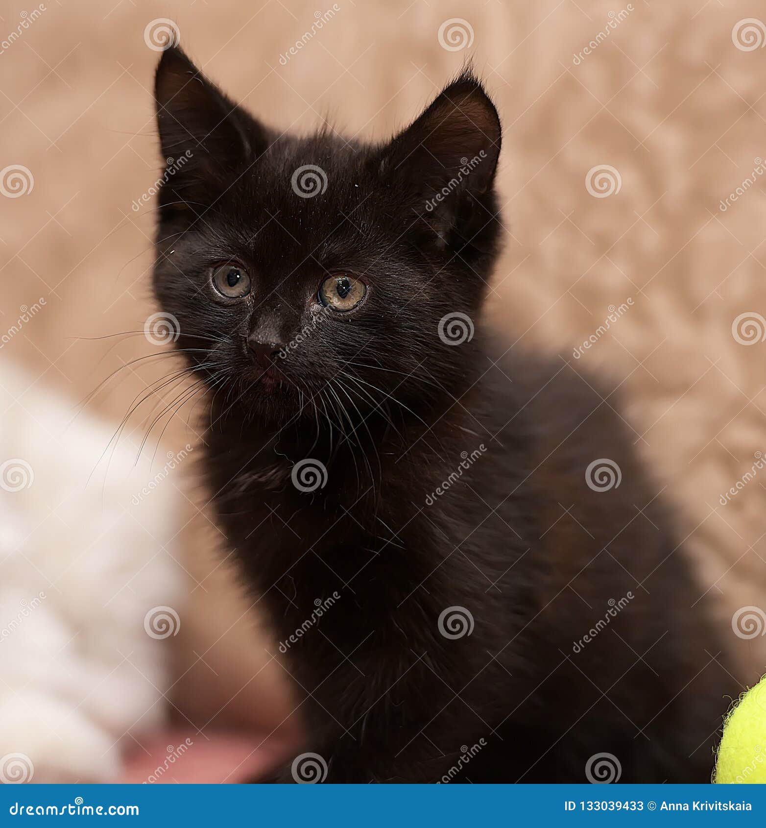 Little cute black kitten stock image. Image of kitten - 133039433