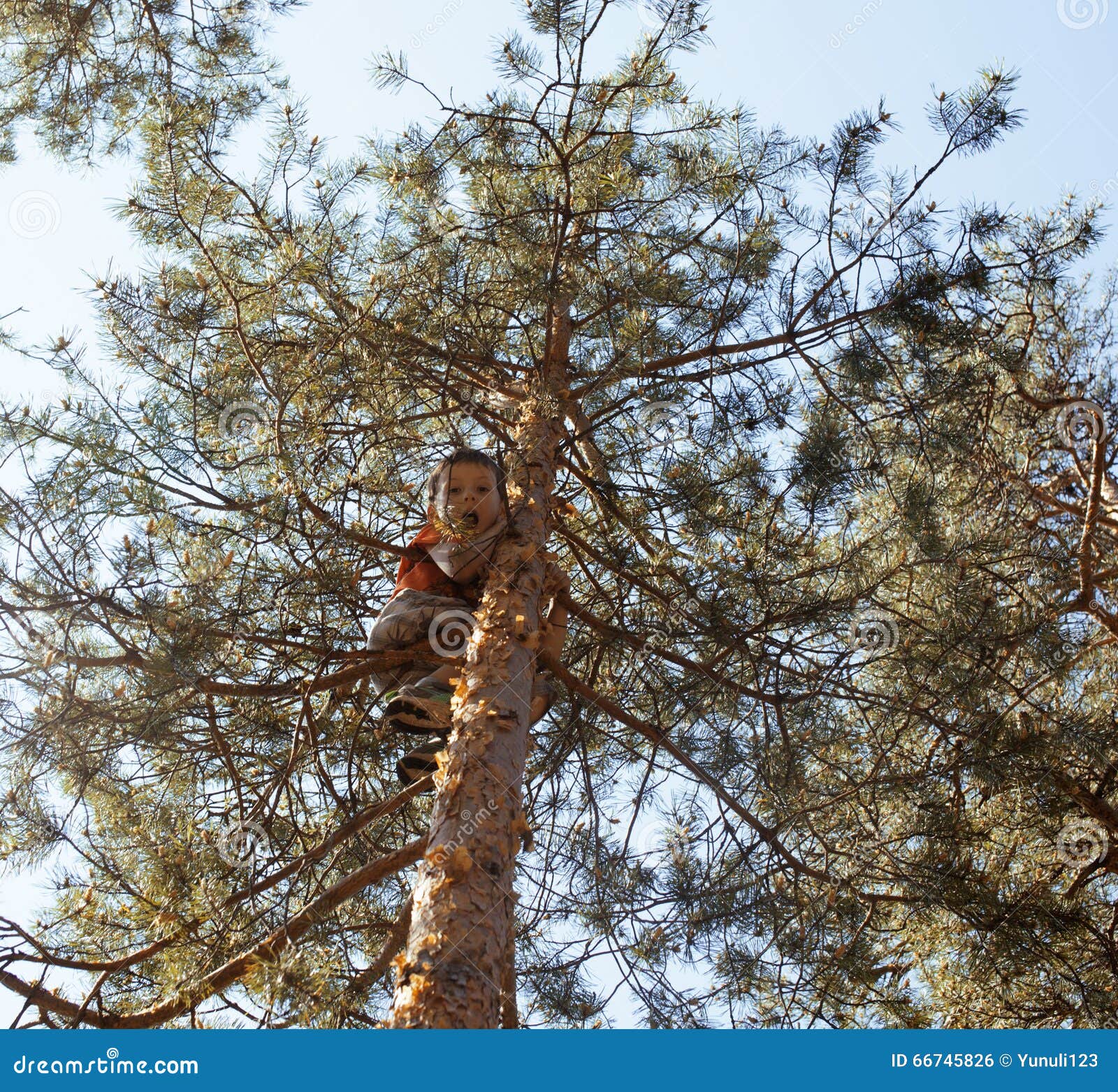 Little Cute Boy Climbing on Tree Hight Stock Photo - Image of garden ...
