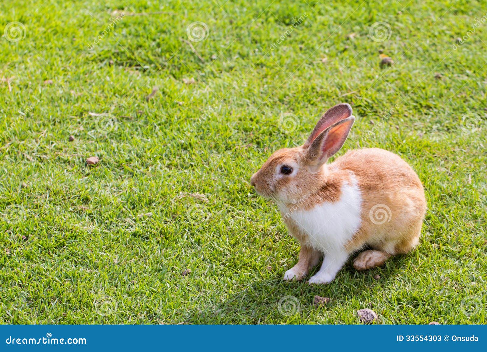 Little cute brown rabbit stock image. Image of cute, soft - 33554303