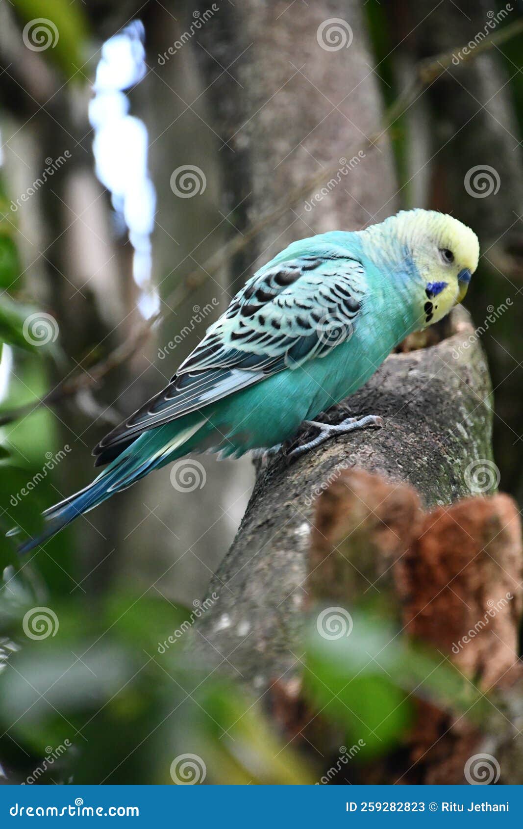 A Budgerigar Bird stock image. Image of nature, beak - 259282823