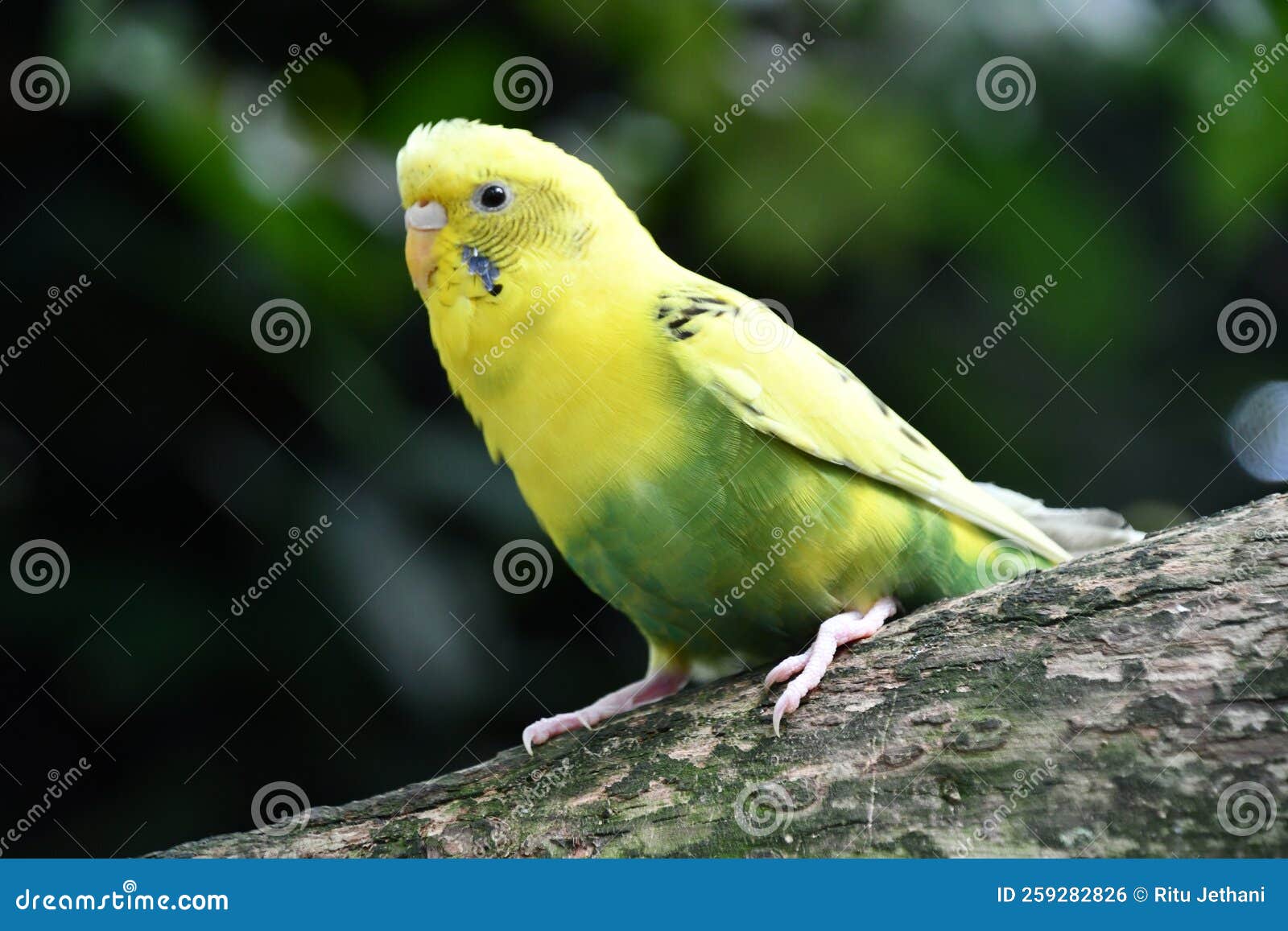 A Budgerigar Bird stock photo. Image of avian, colorful - 259282826