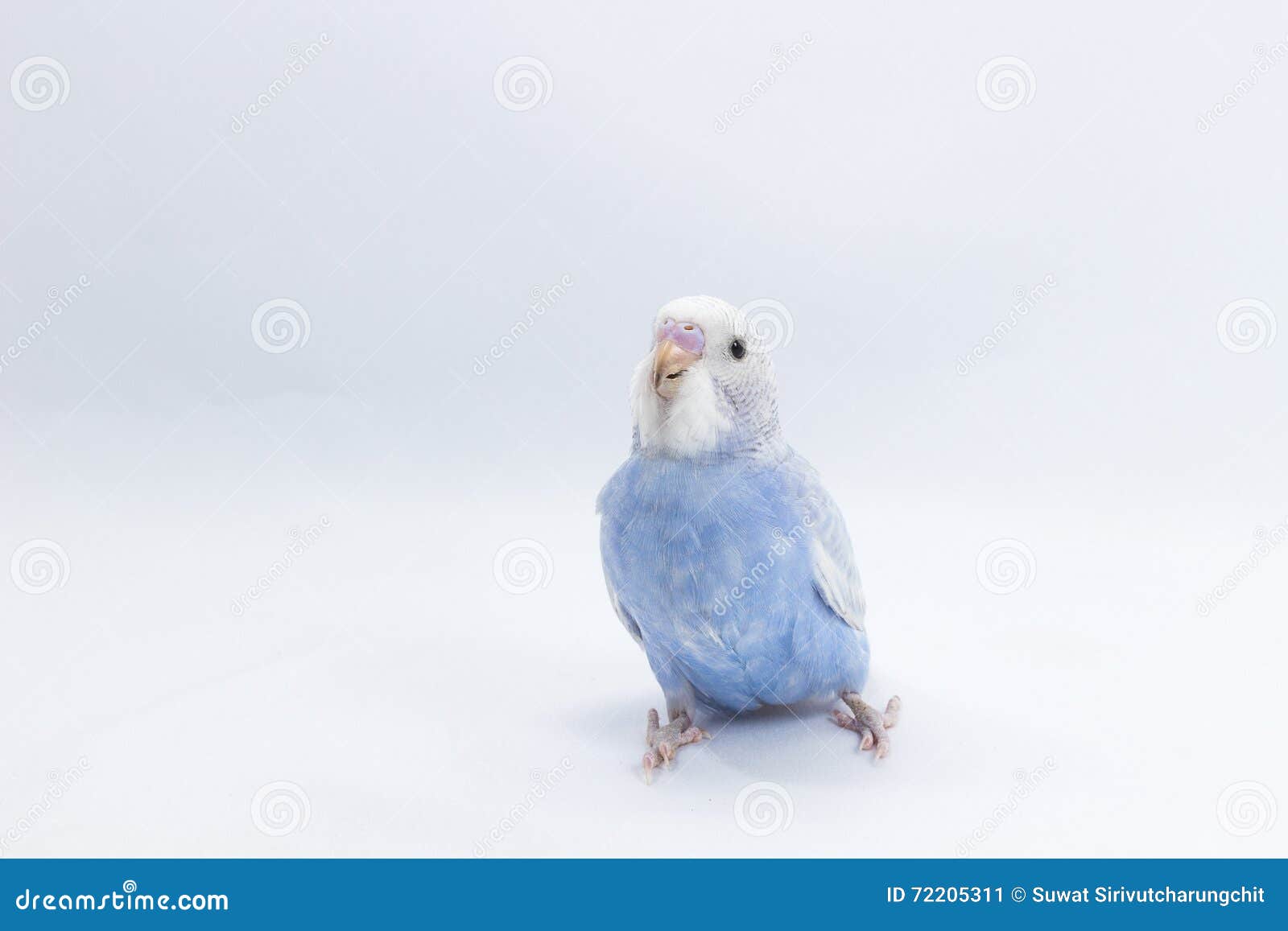 Little Cute Budgerigar, Budgie, Bird Stock Image - Image of blue ...