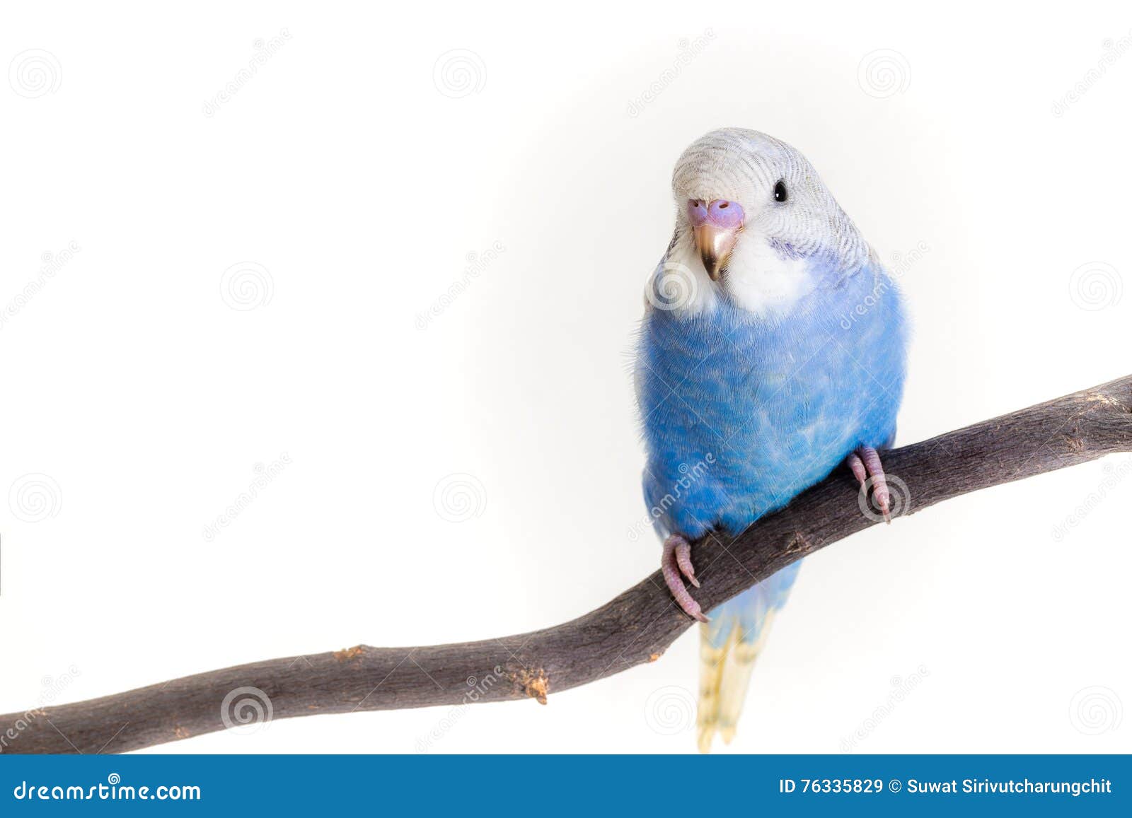 Little Cute Budgerigar, Budgie, Bird Stock Image - Image of white, cute ...