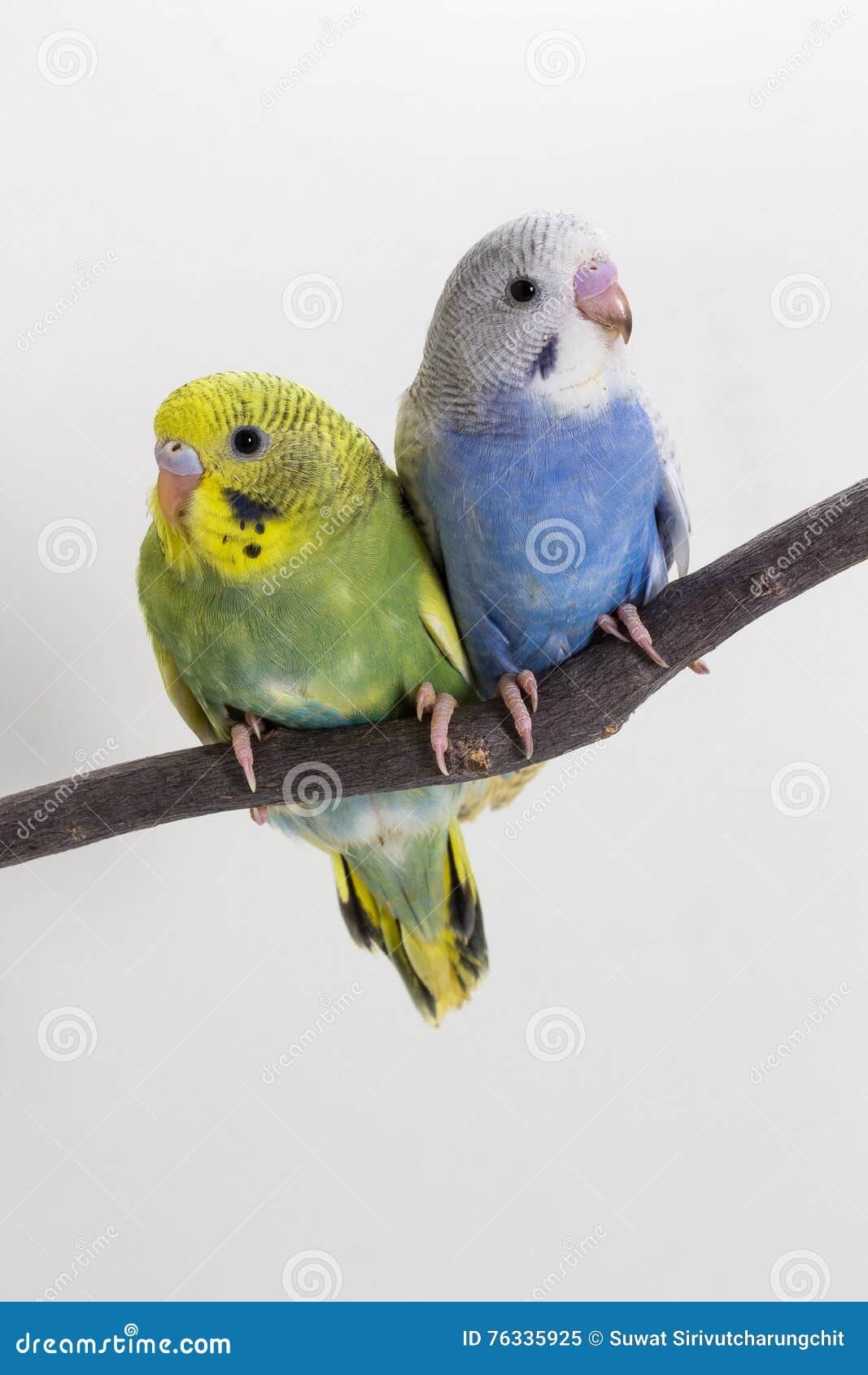 Cute Parakeets