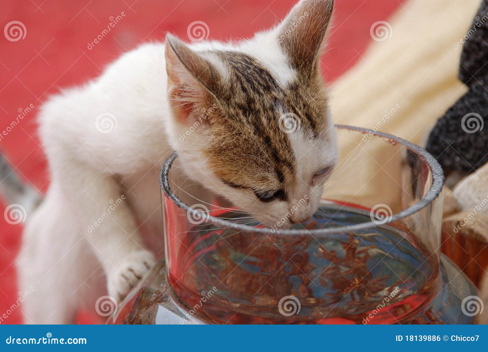 Little cute cat drinking stock photo. Image of animals - 18139886