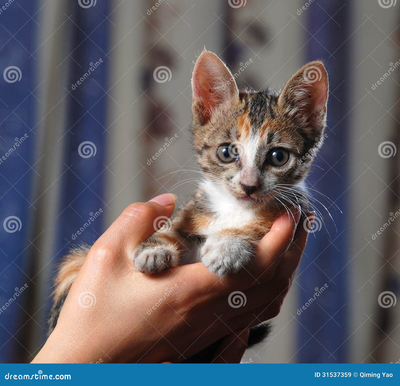 Little cute cat stock image. Image of white, animal, animals - 31537359