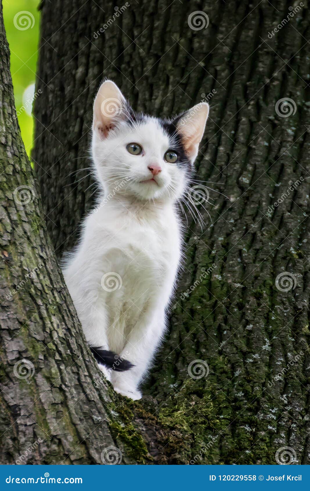 Little Cute Cat Sitting on a Tree. Stock Photo - Image of leaf, branch ...