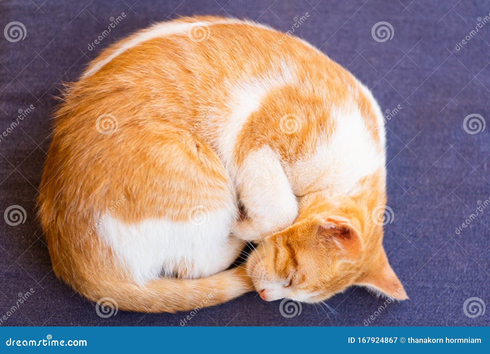 Little Cute Cat Sleeping in the House Stock Image - Image of house ...