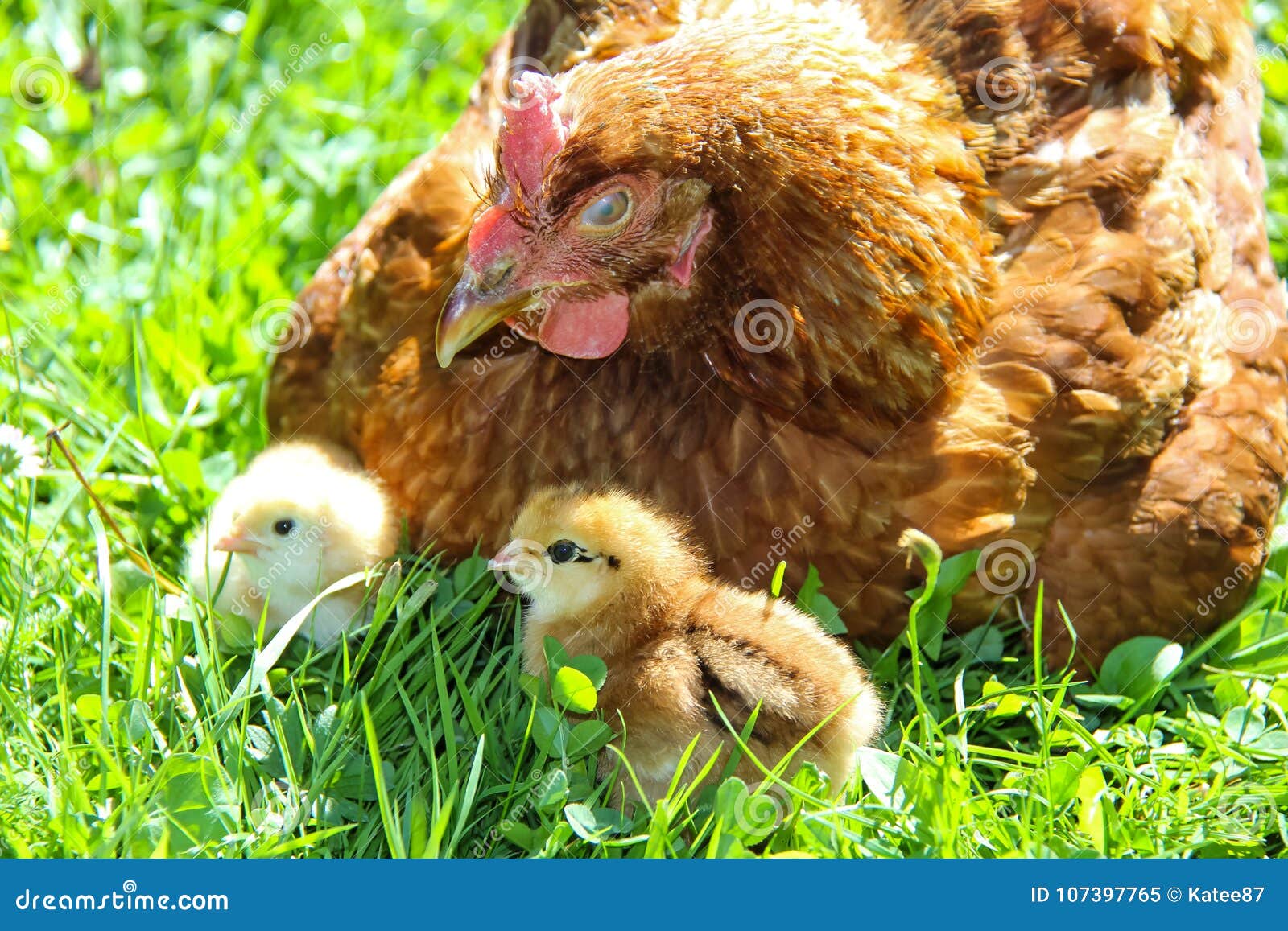 Cute Chickens Freshly Hatched. Spring Chicks Stock Image - Image of ...