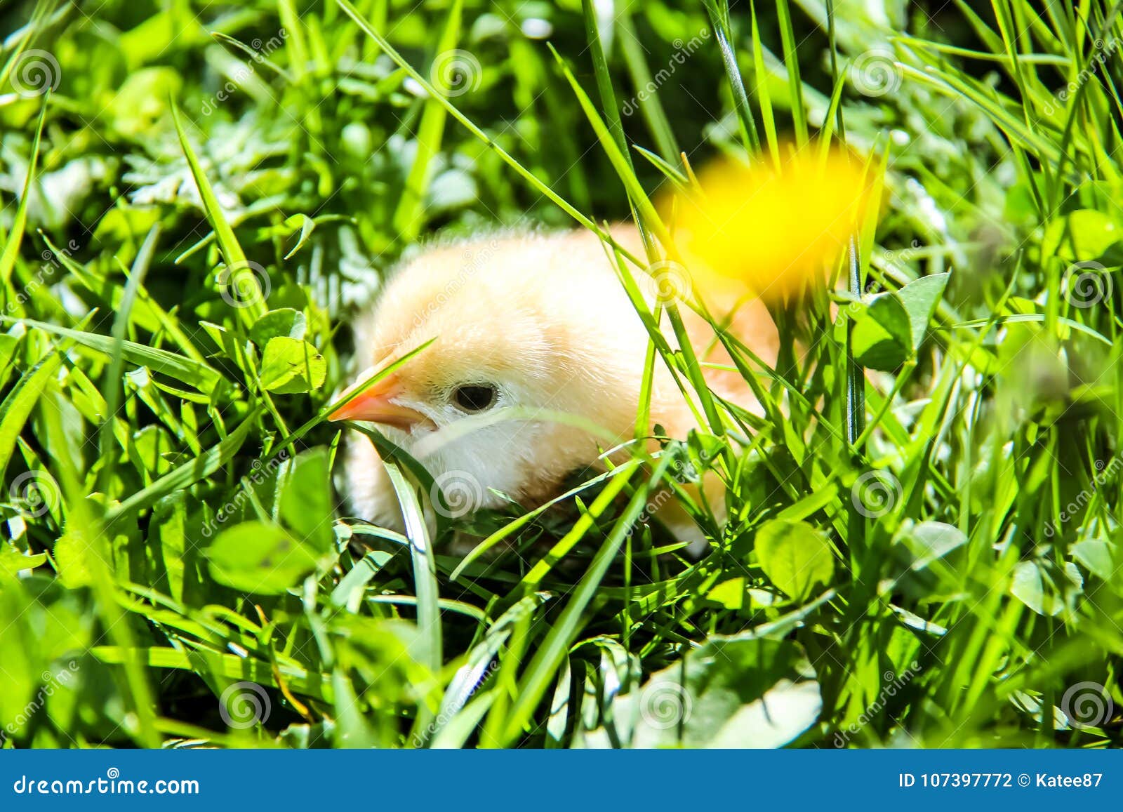 Cute Chickens Freshly Hatched. Spring Chicks Stock Photo - Image of ...