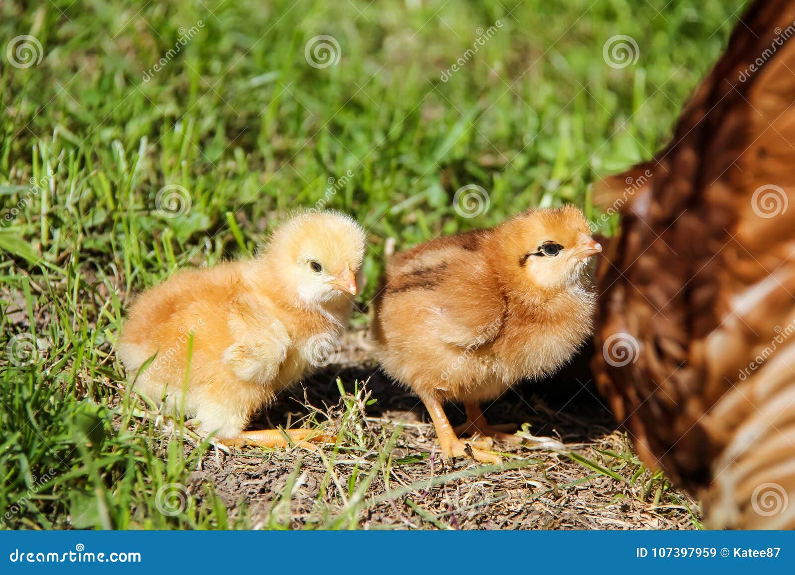 Cute Chickens Freshly Hatched. Spring Chicks Stock Image - Image of ...