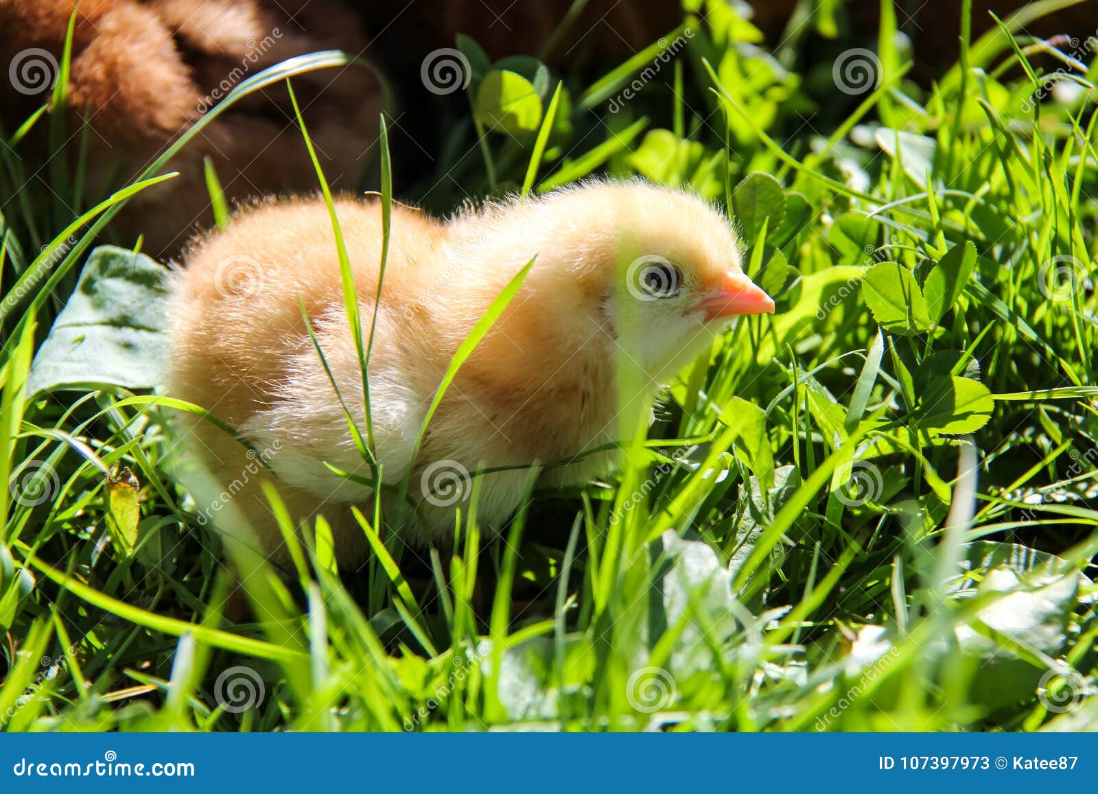 Cute Chickens Freshly Hatched. Spring Chicks Stock Image - Image of ...