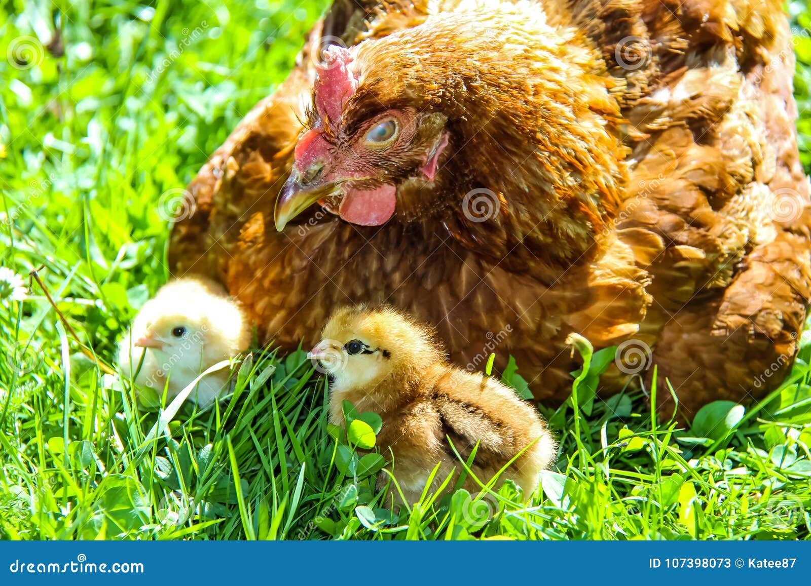 Cute Chickens Freshly Hatched. Spring Chicks Stock Image - Image of ...