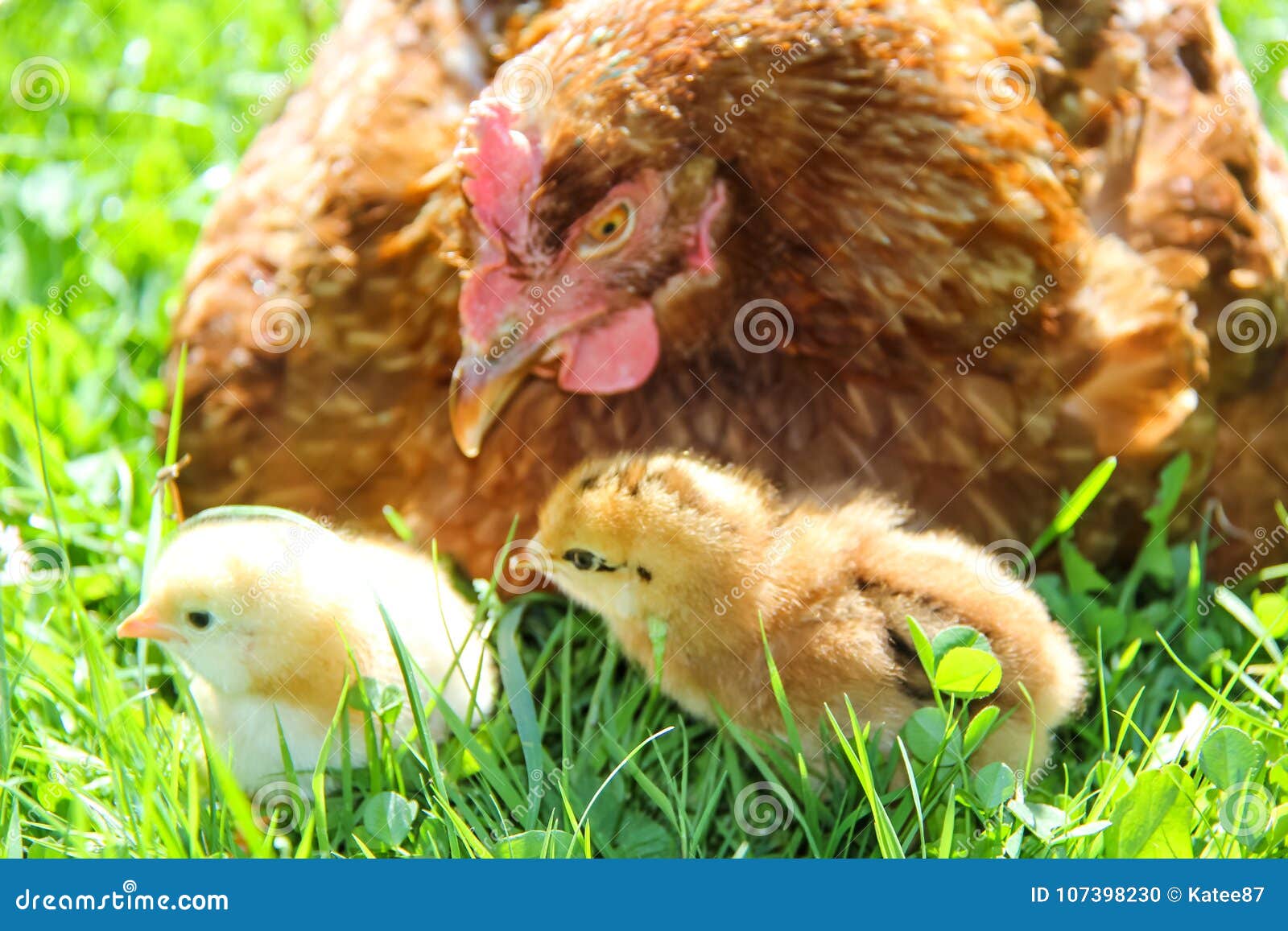 Cute Chickens Freshly Hatched. Spring Chicks Stock Photo - Image of ...