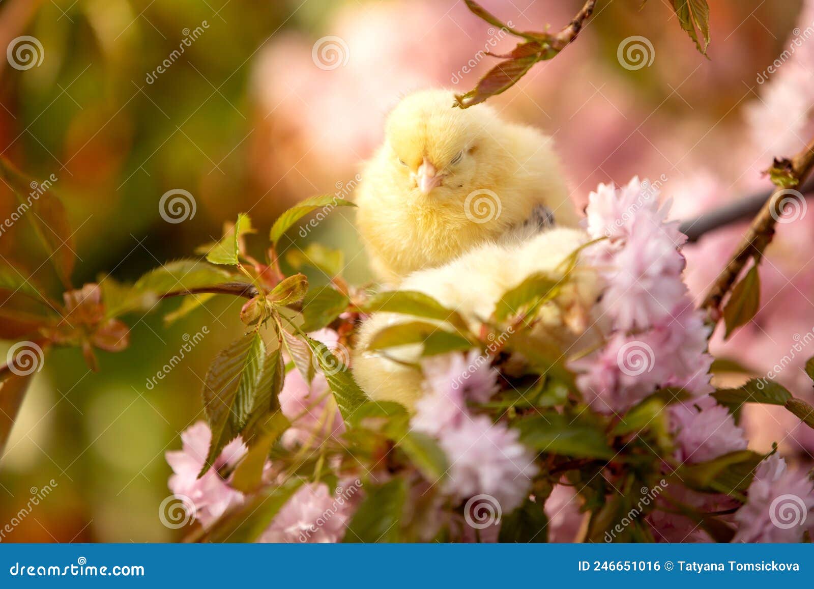 Little Cute Chicks, Sitting on a Blooming Branch Tree in Park Stock ...
