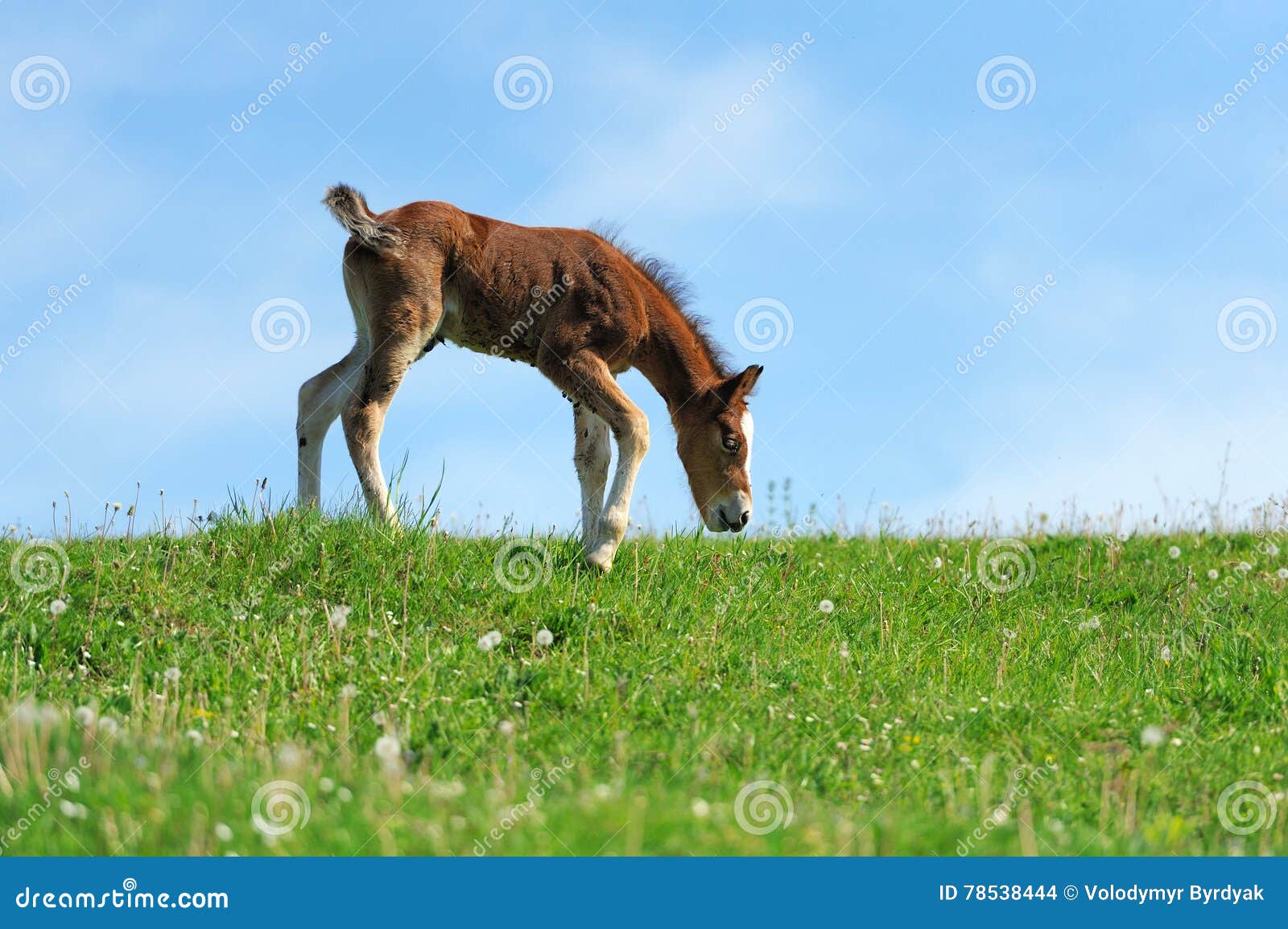 Little cute colt walk stock photo. Image of mammal, freedom - 78538444