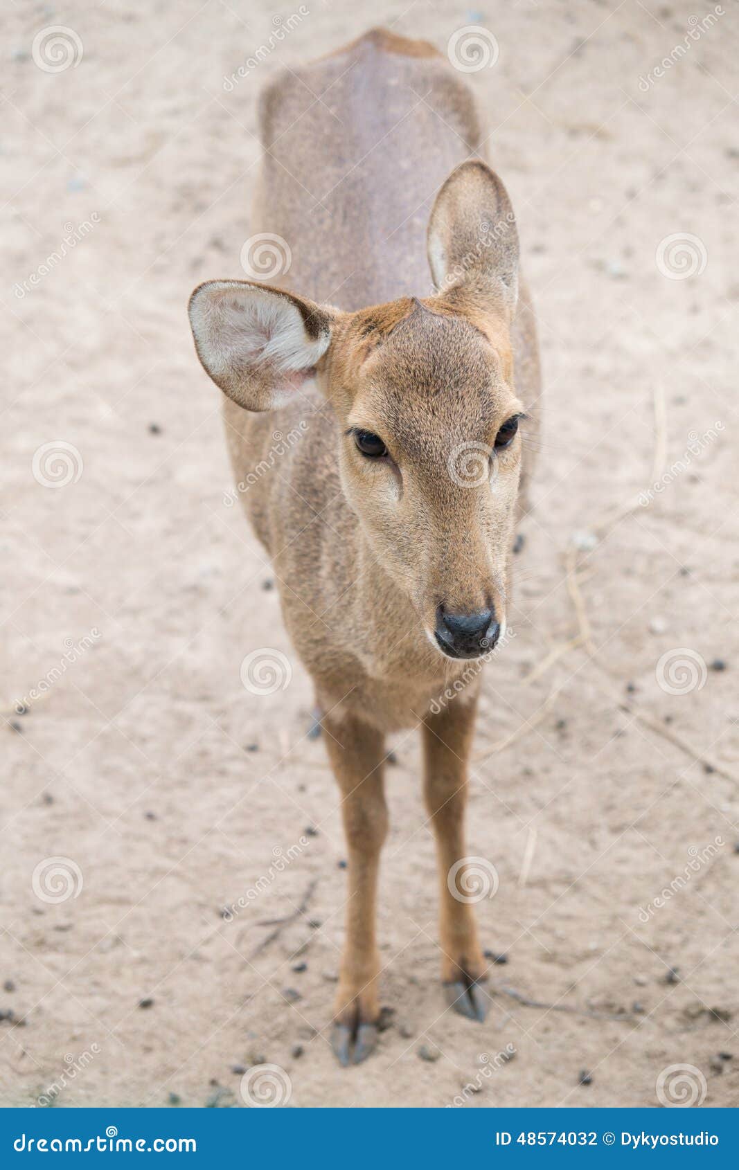 Little Cute Deer stock photo. Image of length, vertebrate - 48574032