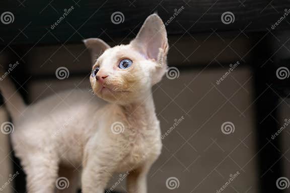 Little Cute Devon Rex Kitten Looking Away Stock Photo - Image of ...