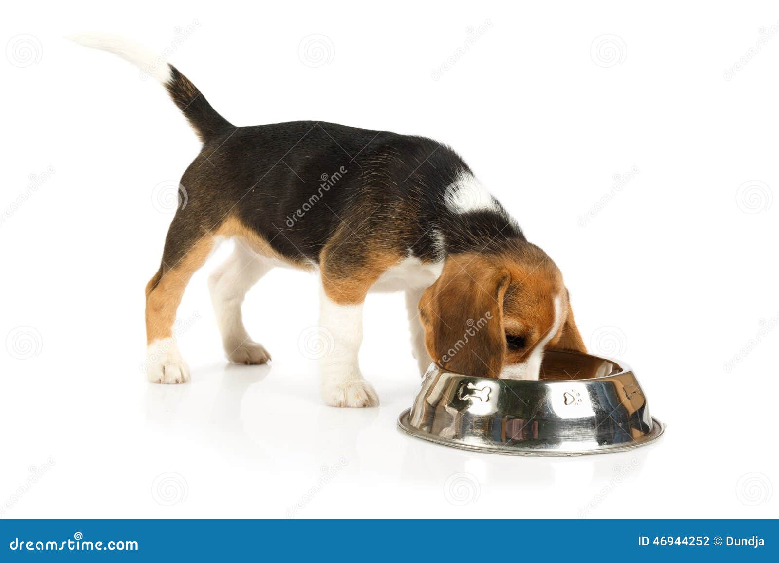 Little cute dog eating stock photo. Image of bone, little - 46944252