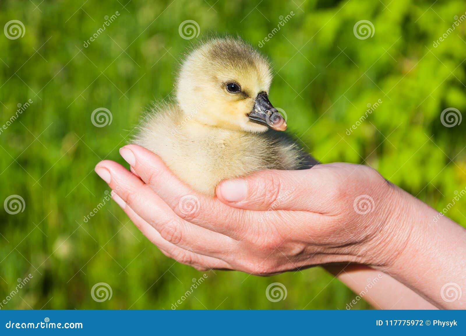 Little Cute Domestic Goose Chick on Palms of Hands Stock Photo - Image ...