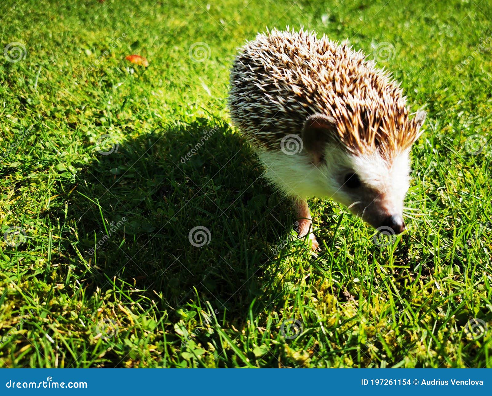Little Cute Domestic Hedgehog Walking on the Grass Stock Photo - Image ...