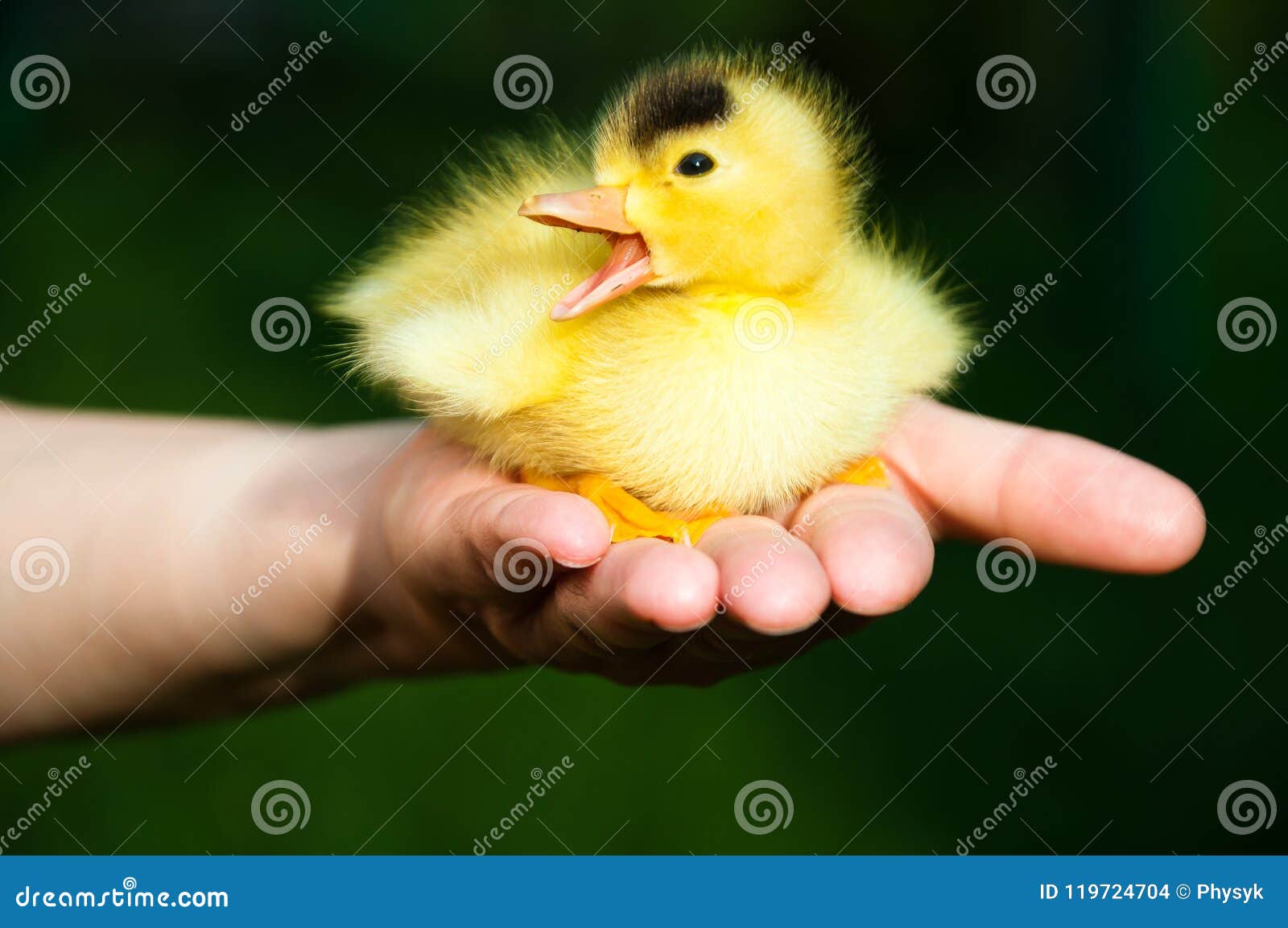Little Cute Duckling with the Opened Beak Sitting on a Palm Stock Photo ...