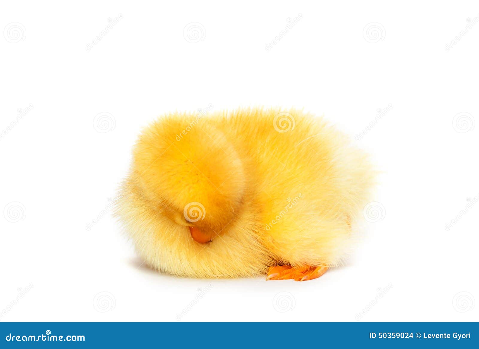 Little Cute Duckling Sleeping Stock Photo - Image of foot, duckling ...