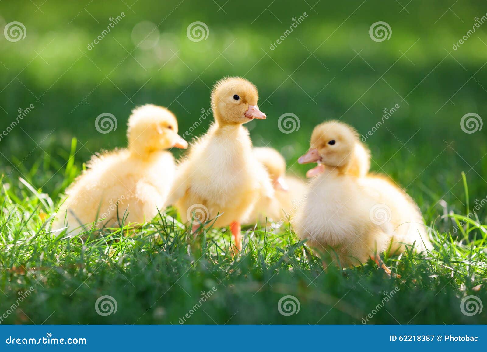 Little Cute Ducklings on Green Grass. Stock Image - Image of group ...
