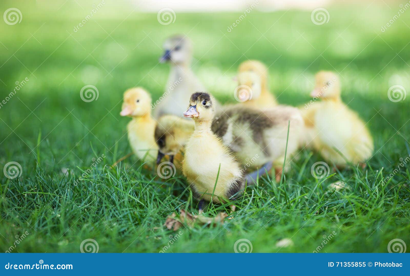 Little Cute Ducklings on Green Grass Stock Image - Image of green, born ...