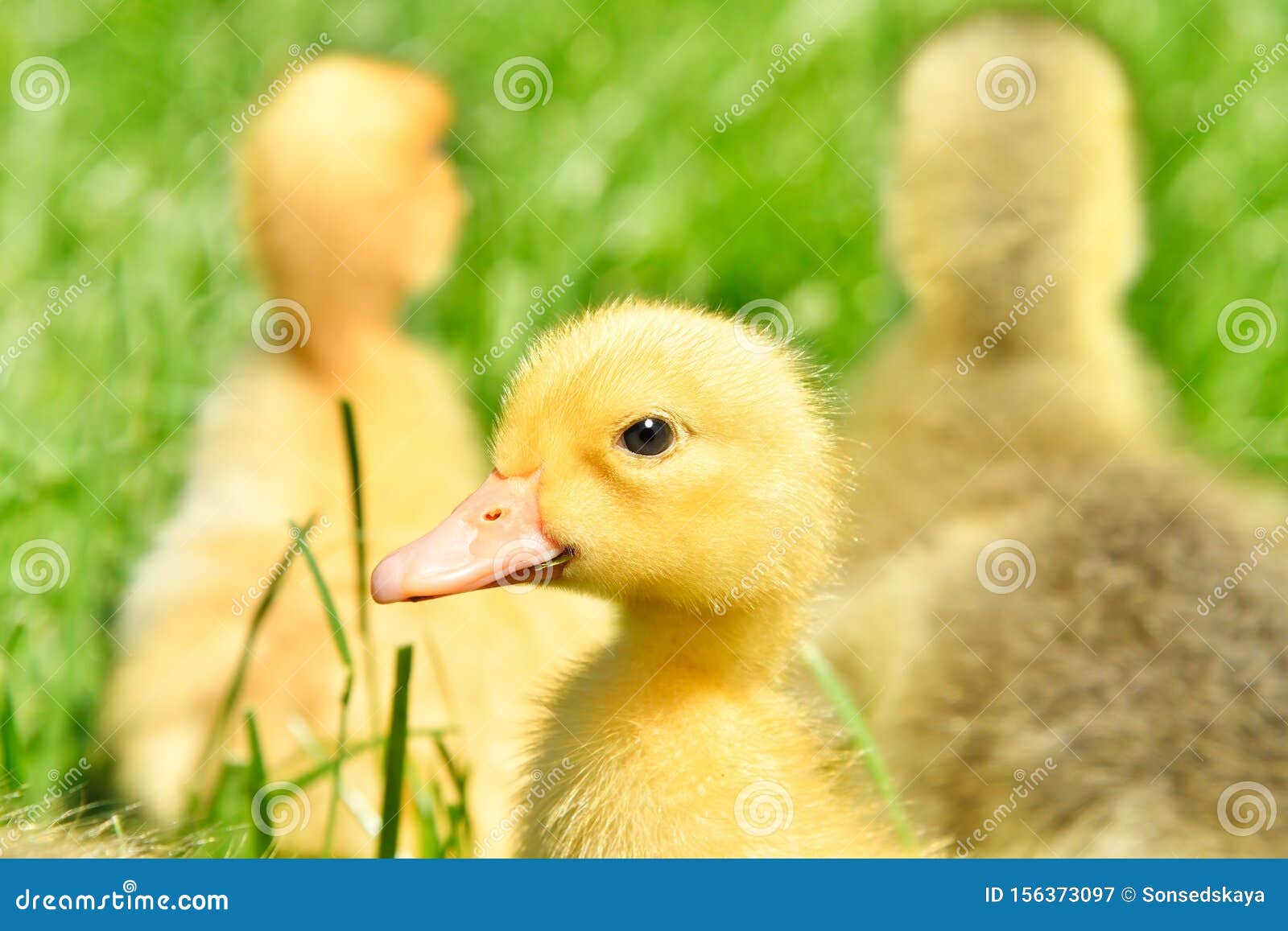 Little cute ducklings stock image. Image of attractive - 156373097