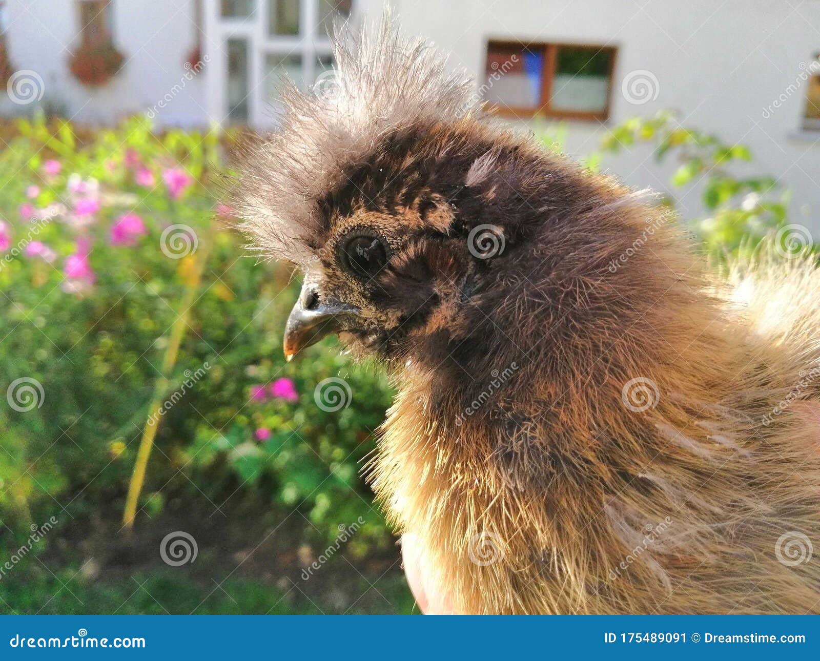 Little cute dwarf silk hen stock image. Image of silk - 175489091