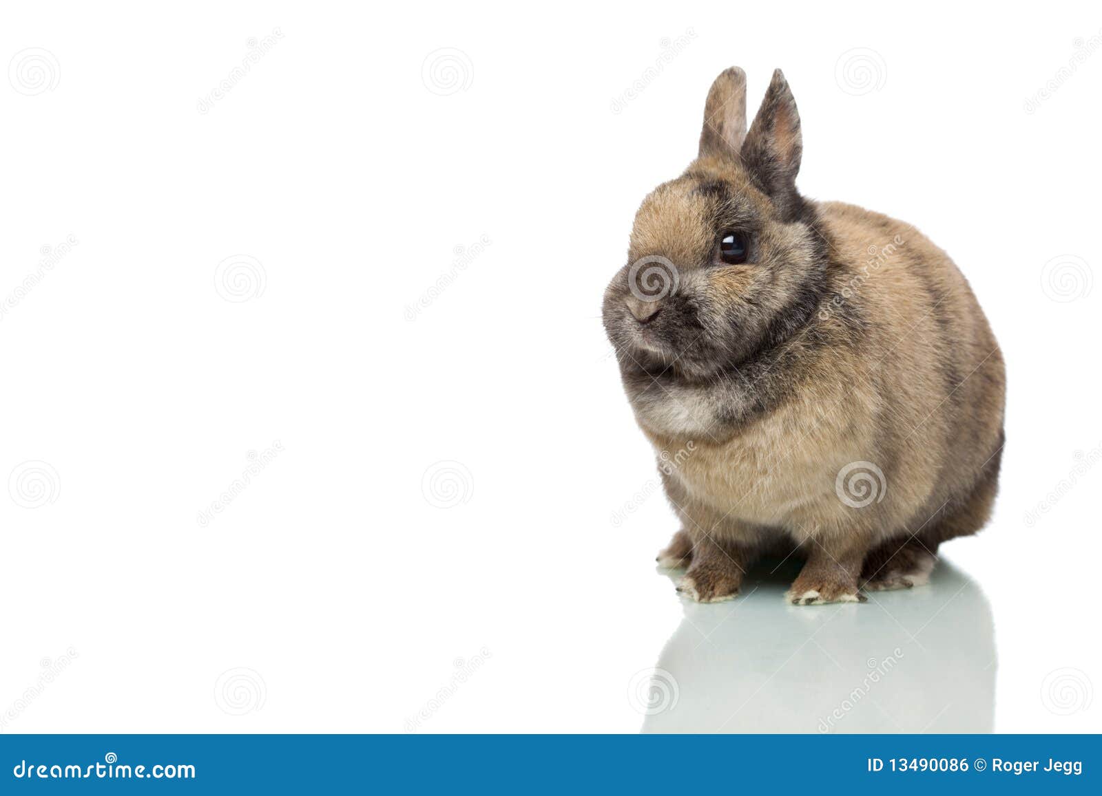 Little Cute Easter Bunny Alone on White Stock Photo - Image of magician ...