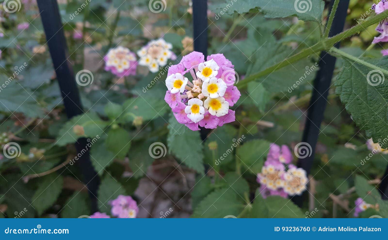 Little cute flower stock photo. Image of flower, cute - 93236760