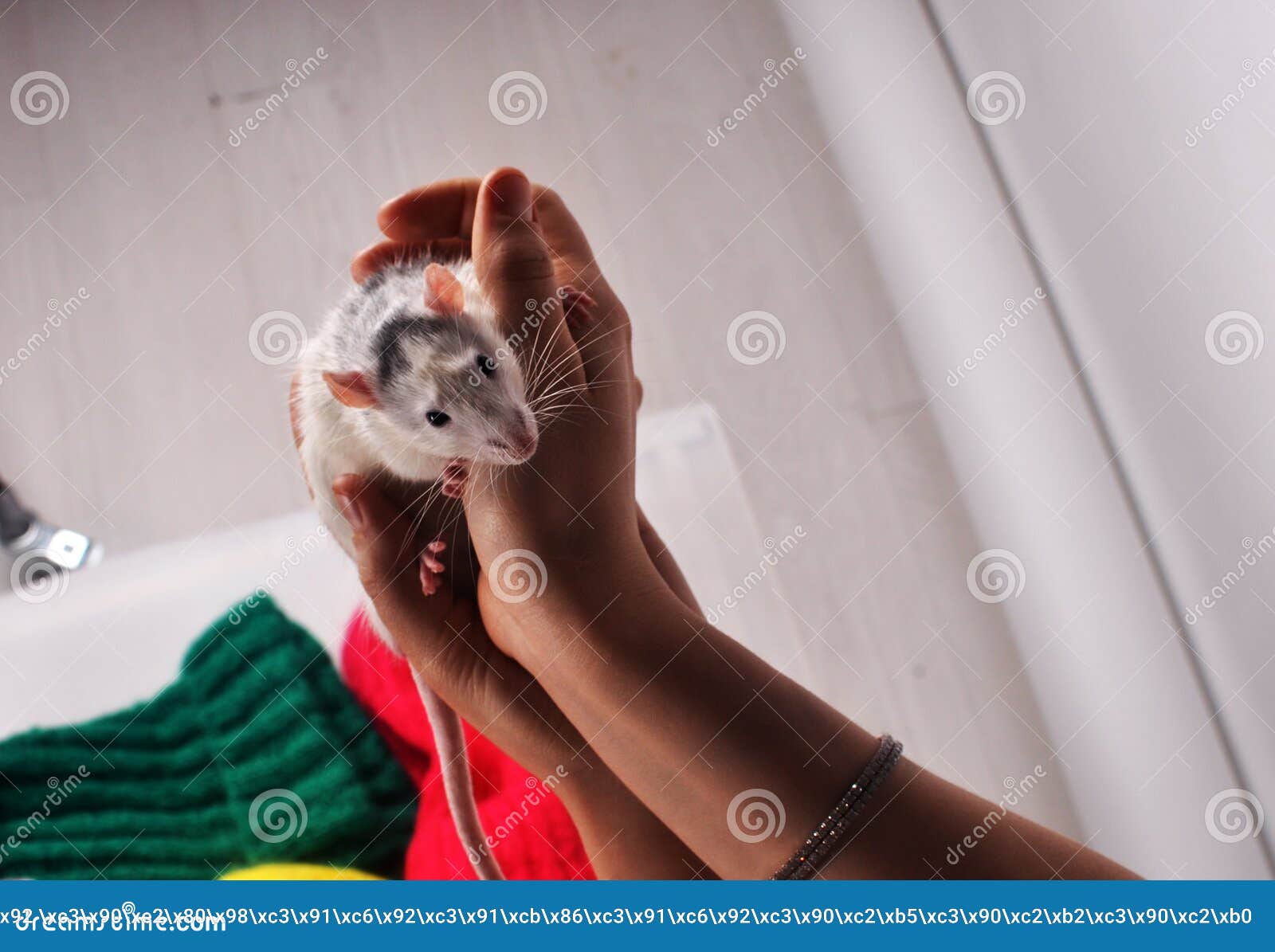 Little Cute Fluffy Mouse in Their Hands Stock Image - Image of good ...