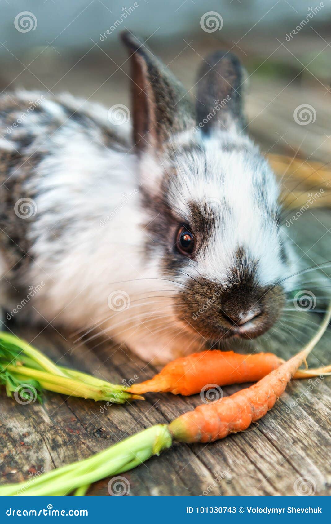 Little rabbit eats carrots stock image. Image of cottontail - 101030743