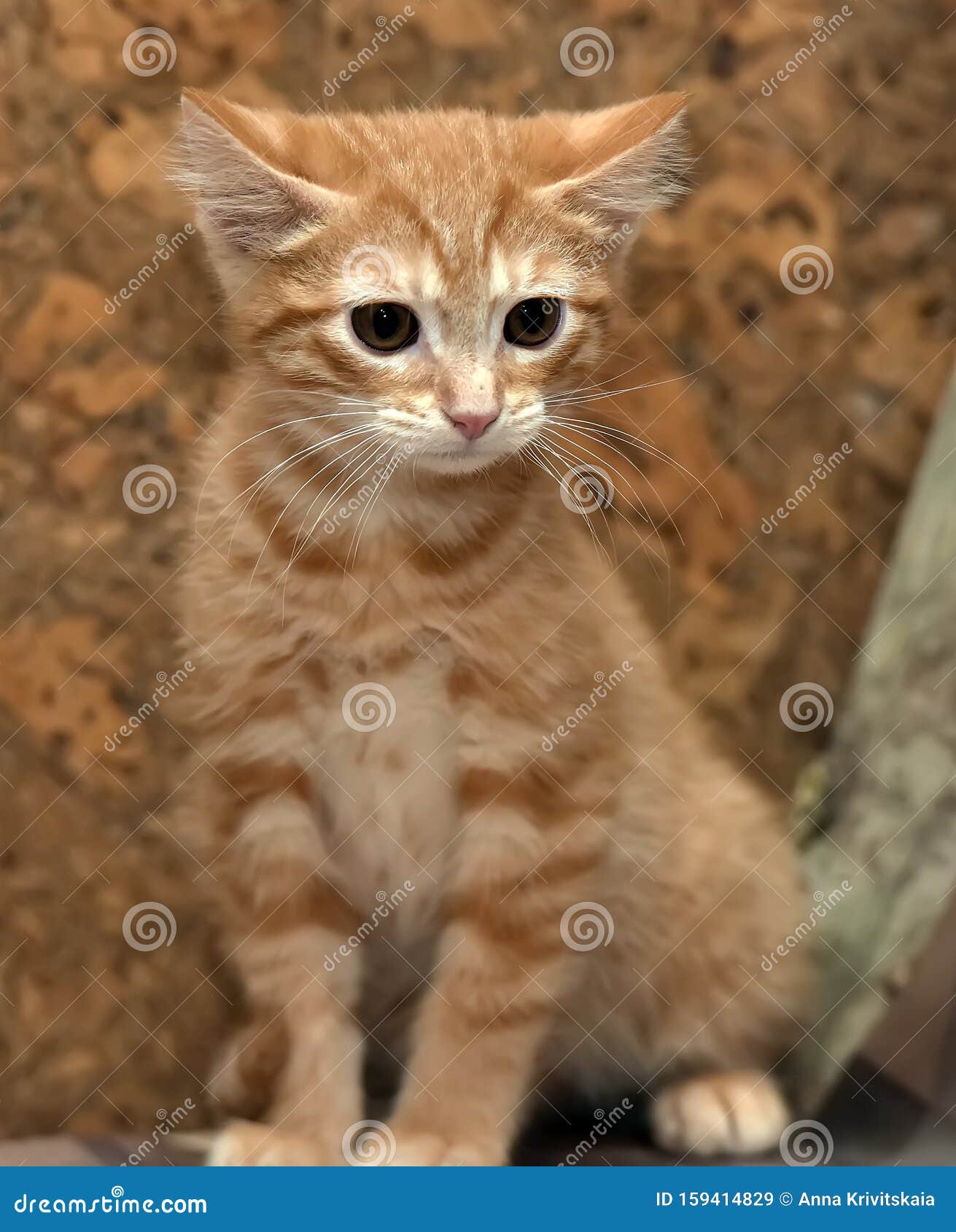 Cute ginger tabby kitten stock image. Image of playful - 159414829