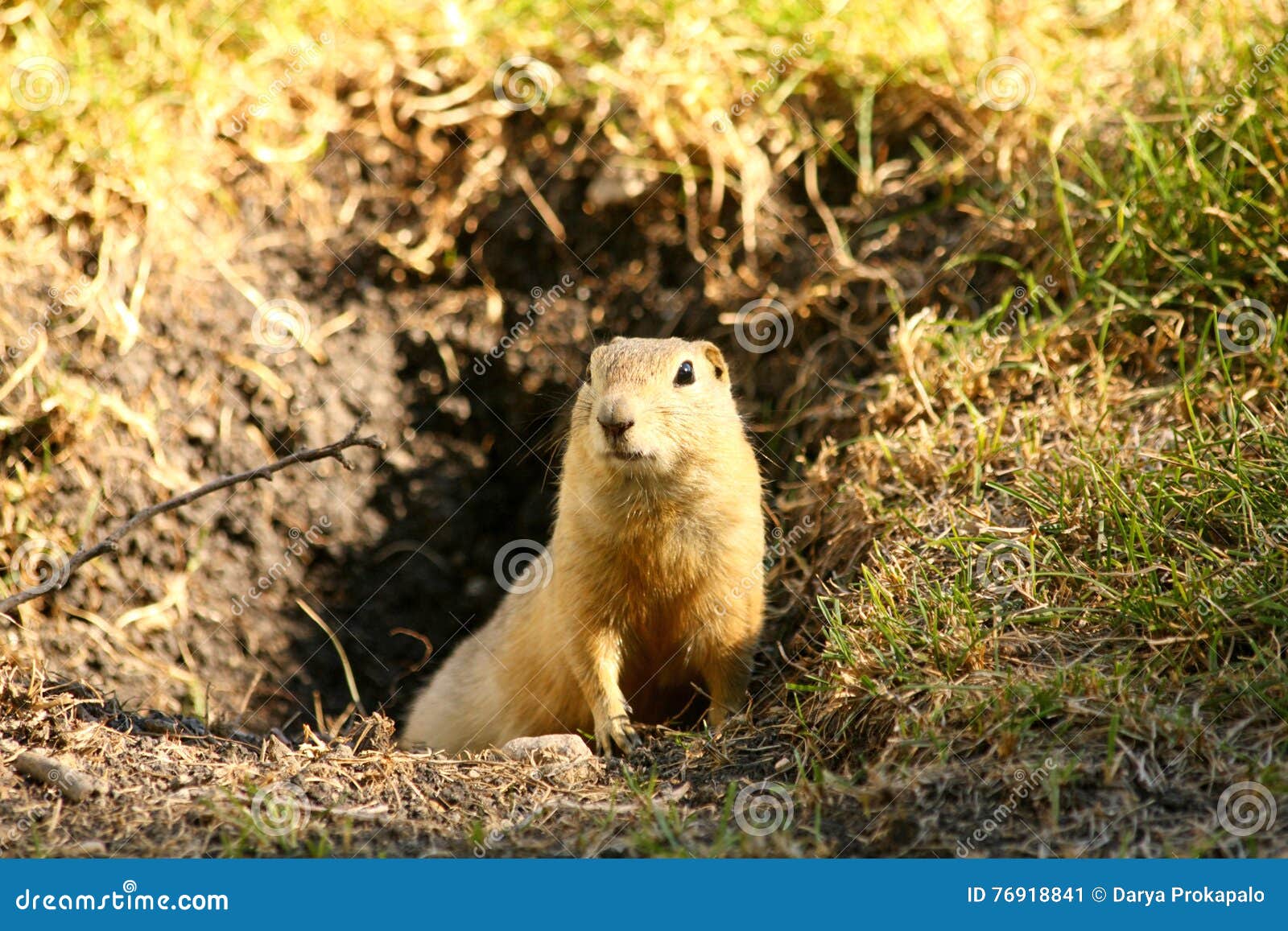 Little cute gopher stock image. Image of ground, little - 76918841
