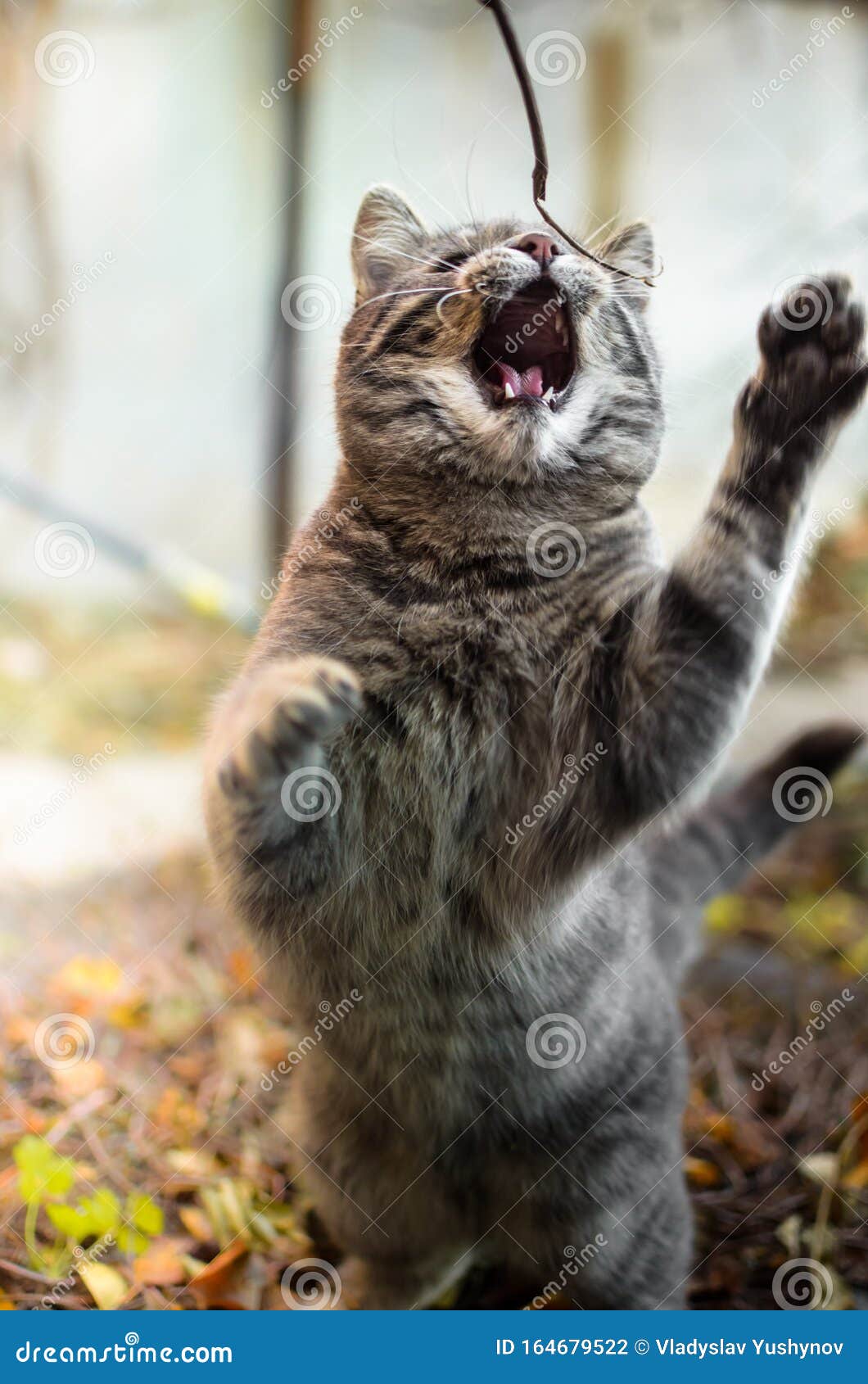 Little And Cute Gray Tabby Kitten Is Funny Played And Writhes, Photos ... Little And Cute Gray Tabby Kitten Is Funny Played And Writhes, Photos ...