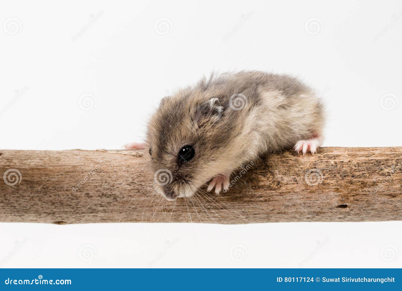 LIttle and Cute Hamster stock photo. Image of tiny, mouse - 80117124