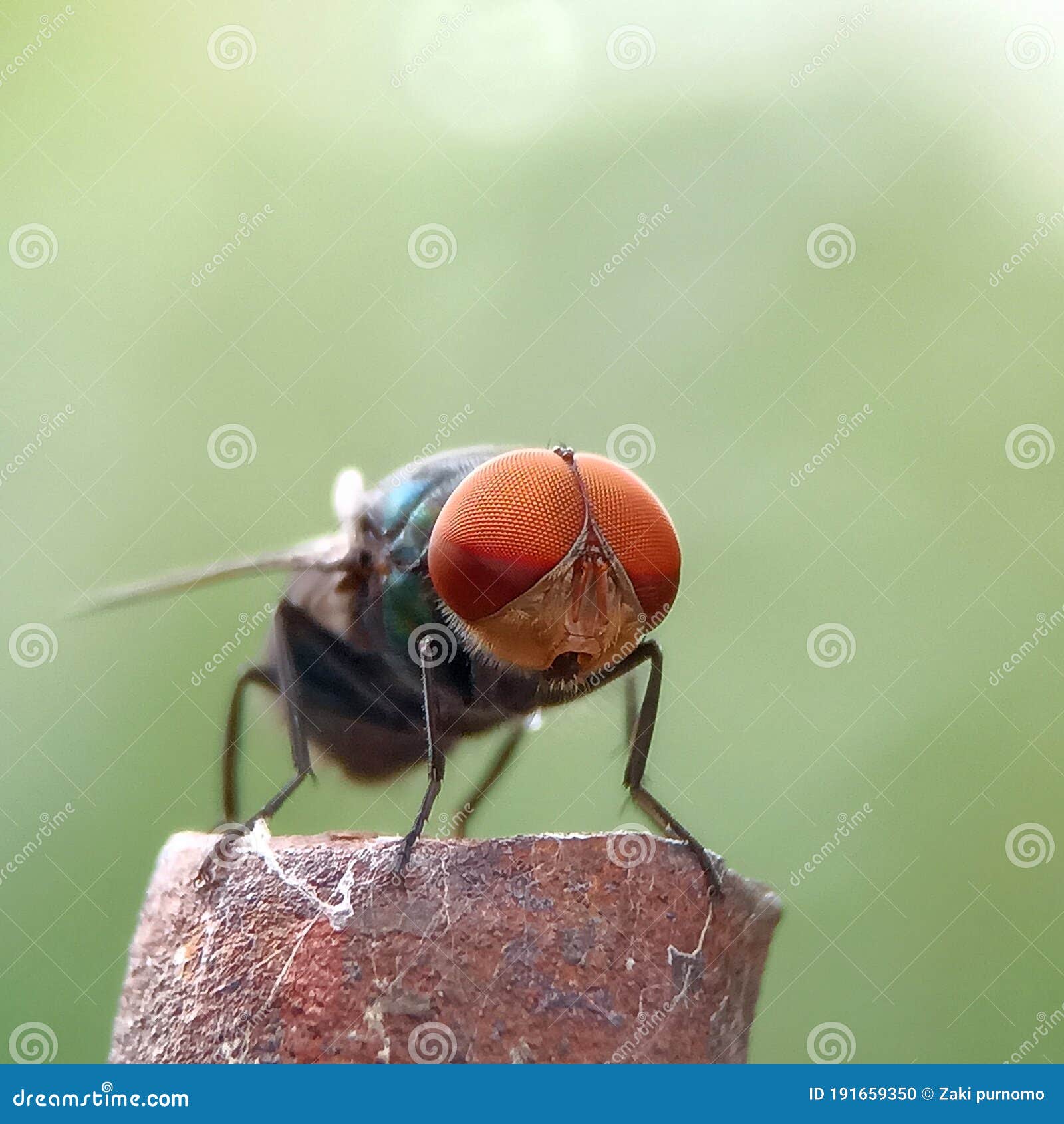 Little cute insect stock photo. Image of beetle, weevil - 191659350