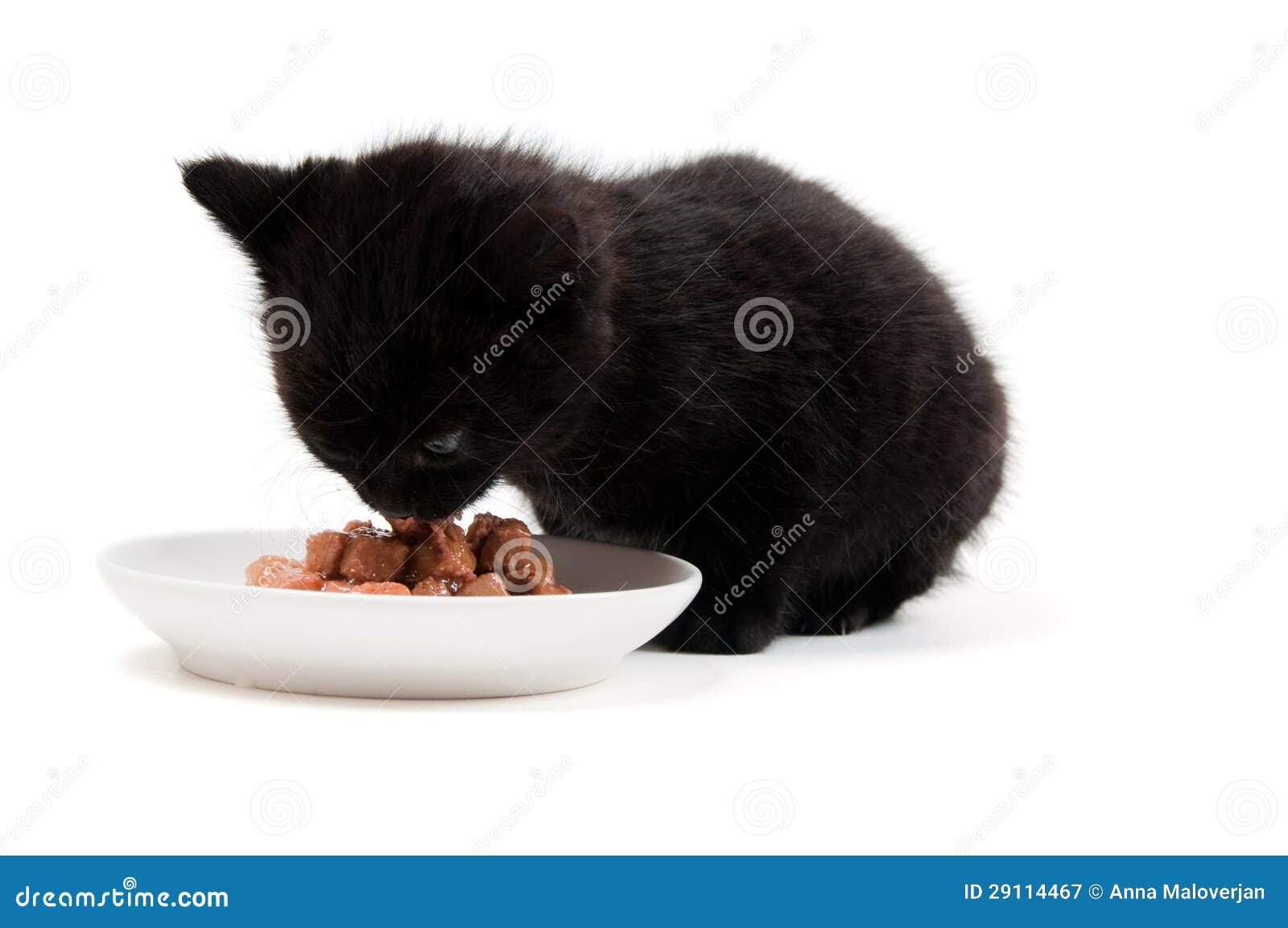Little cute kitten eating stock image. Image of portrait - 29114467