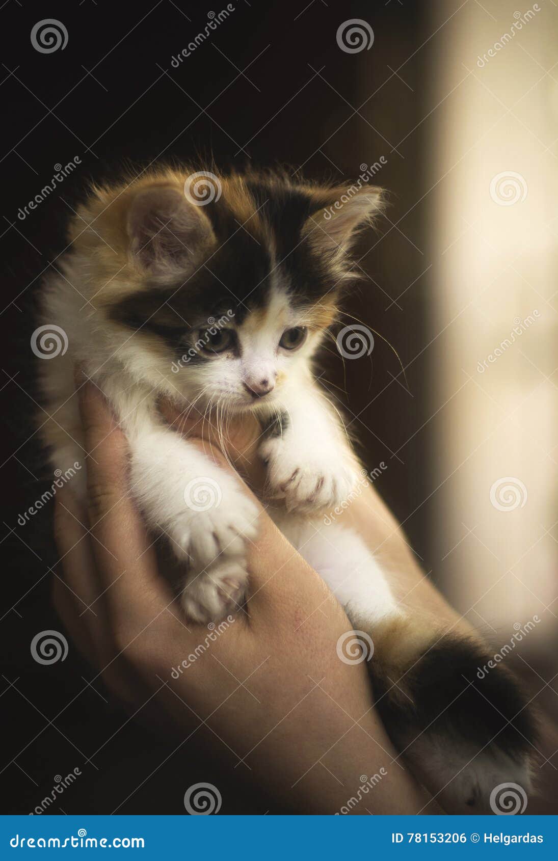 Little Cute Kitten in Hands Stock Photo - Image of small, kitten: 78153206