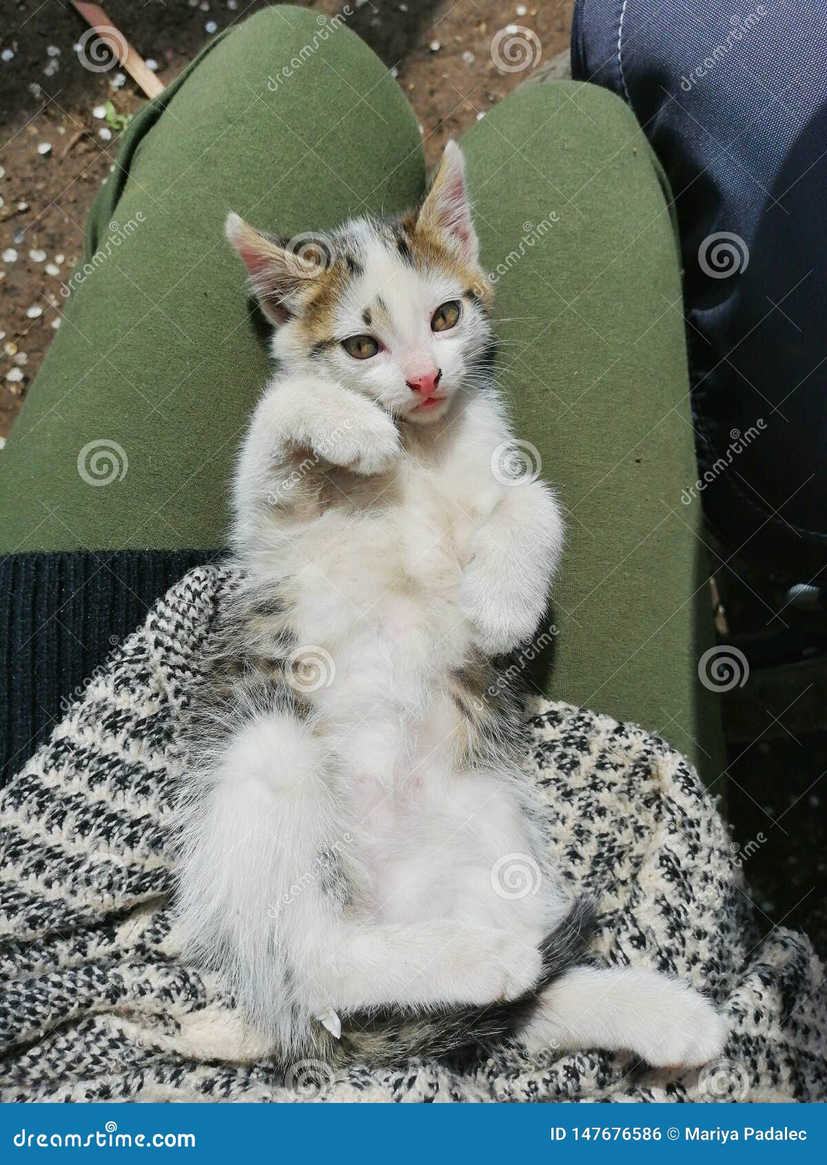 Kitten Lying Back Stock Photos - Download 2,449 Royalty Free Photos