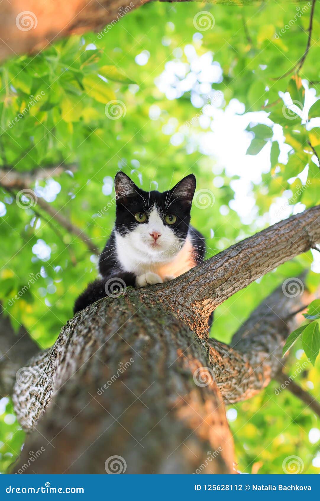 Little Cute Kitten Sitting High in a Tree and Looking Down in a Stock ...
