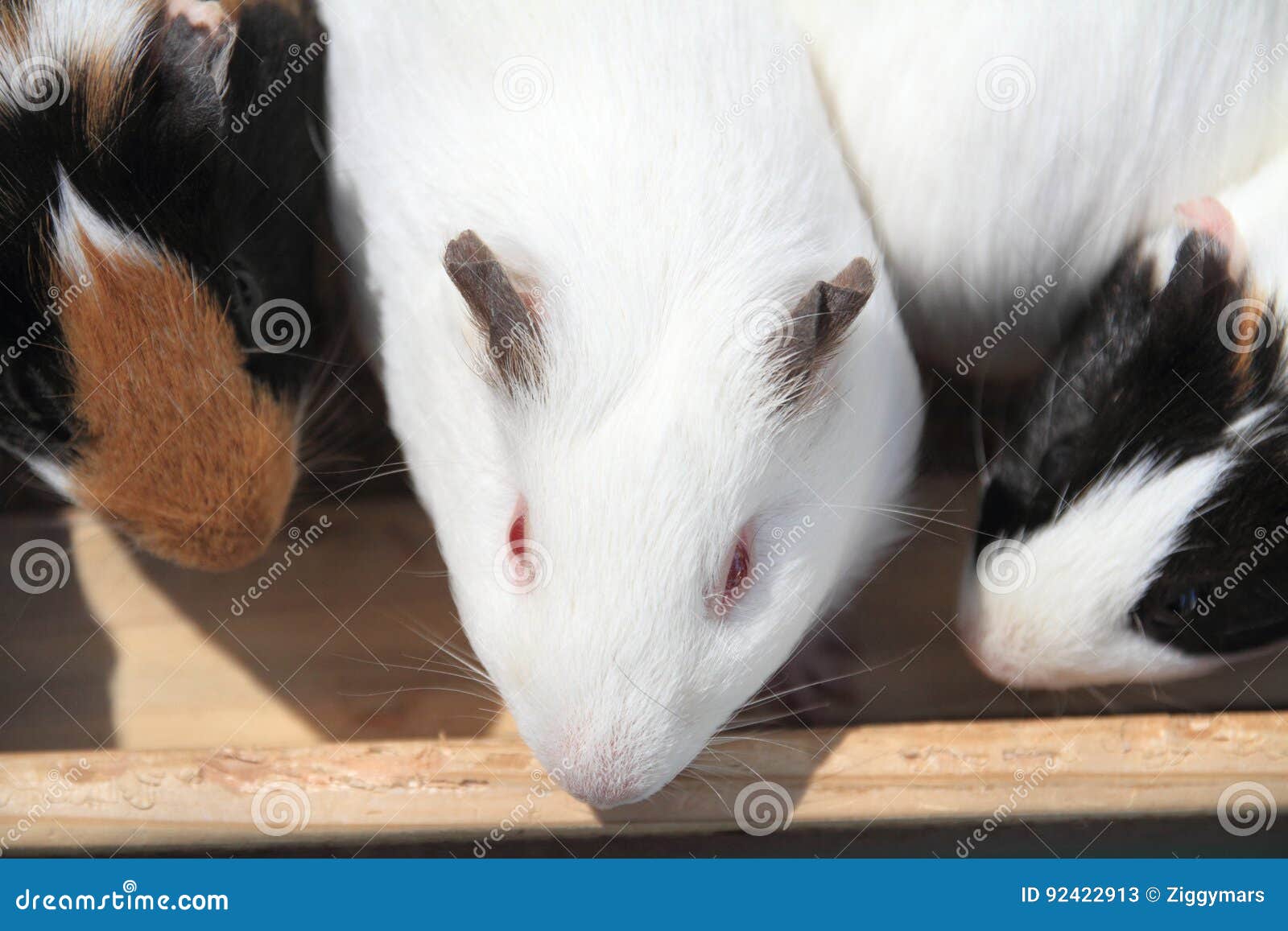 Little cute marmot stock image. Image of life, mouse - 92422913