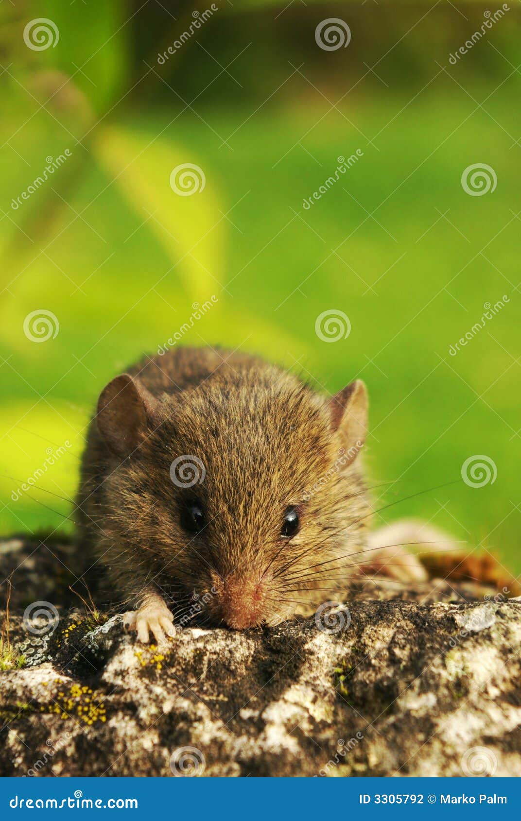 Little Cute Mouse on the Stone Stock Photo - Image of whisker, little ...