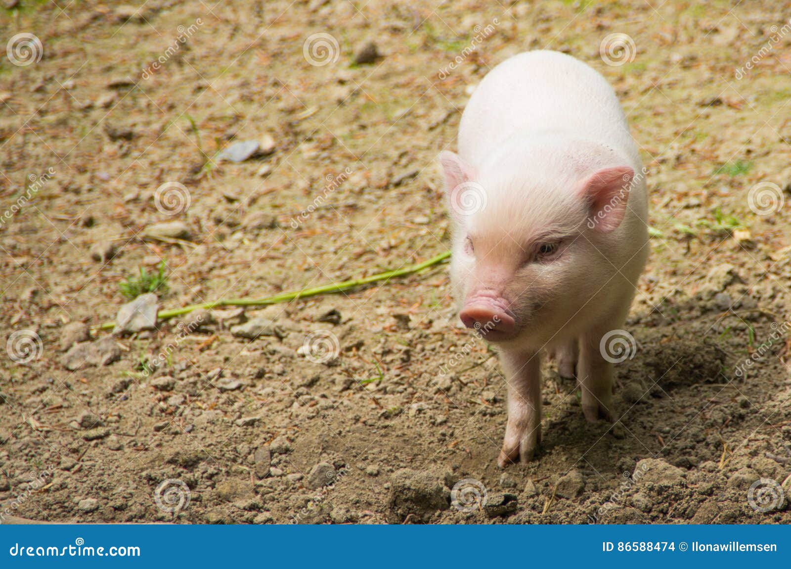 Little cute pink piglet stock photo. Image of countryside - 86588474