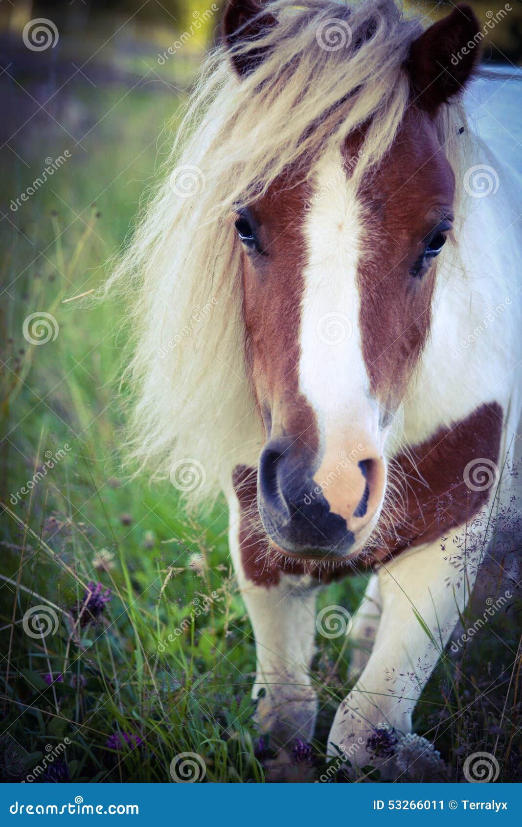 Little cute pony stock image. Image of brown, expression - 53266011