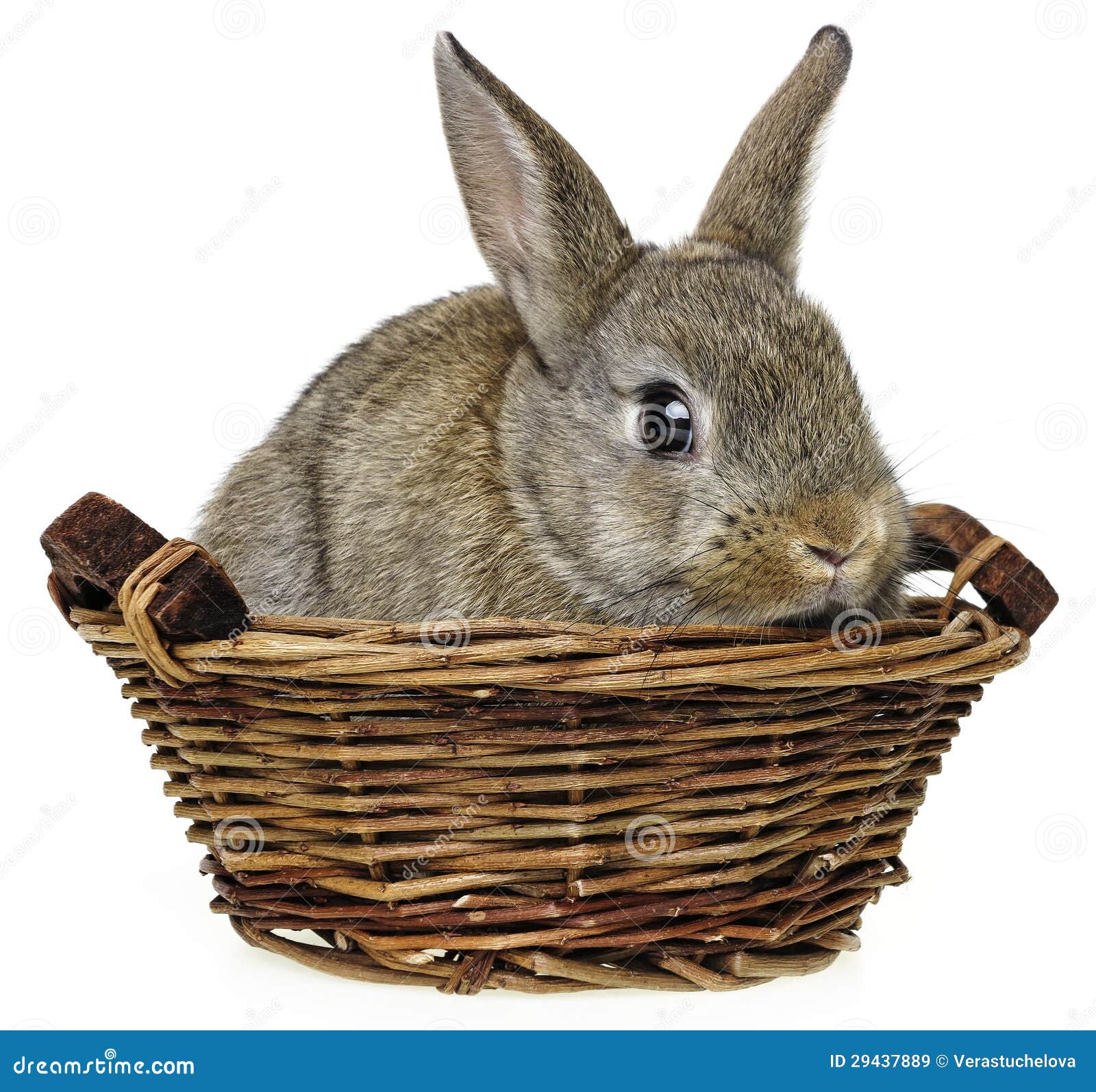 Little cute rabbit stock image. Image of small, background - 29437889