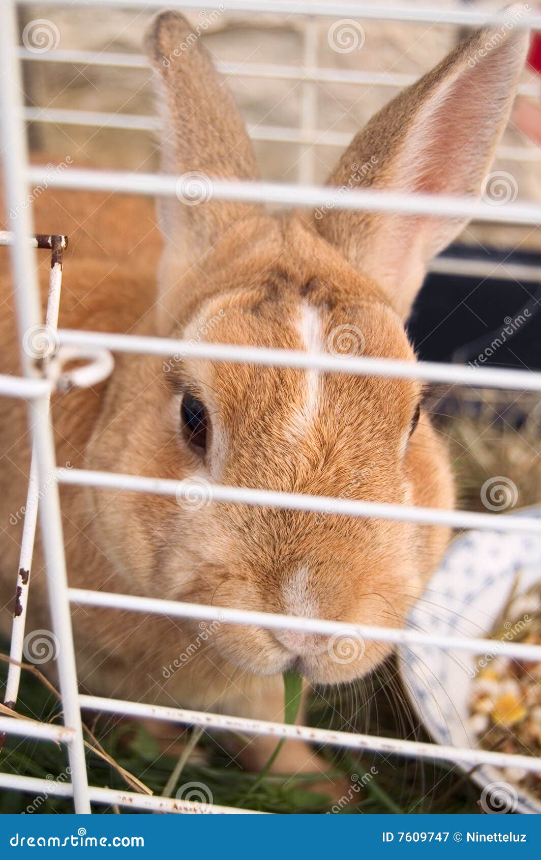 Little cute rabbit stock image. Image of domestic, brown - 7609747
